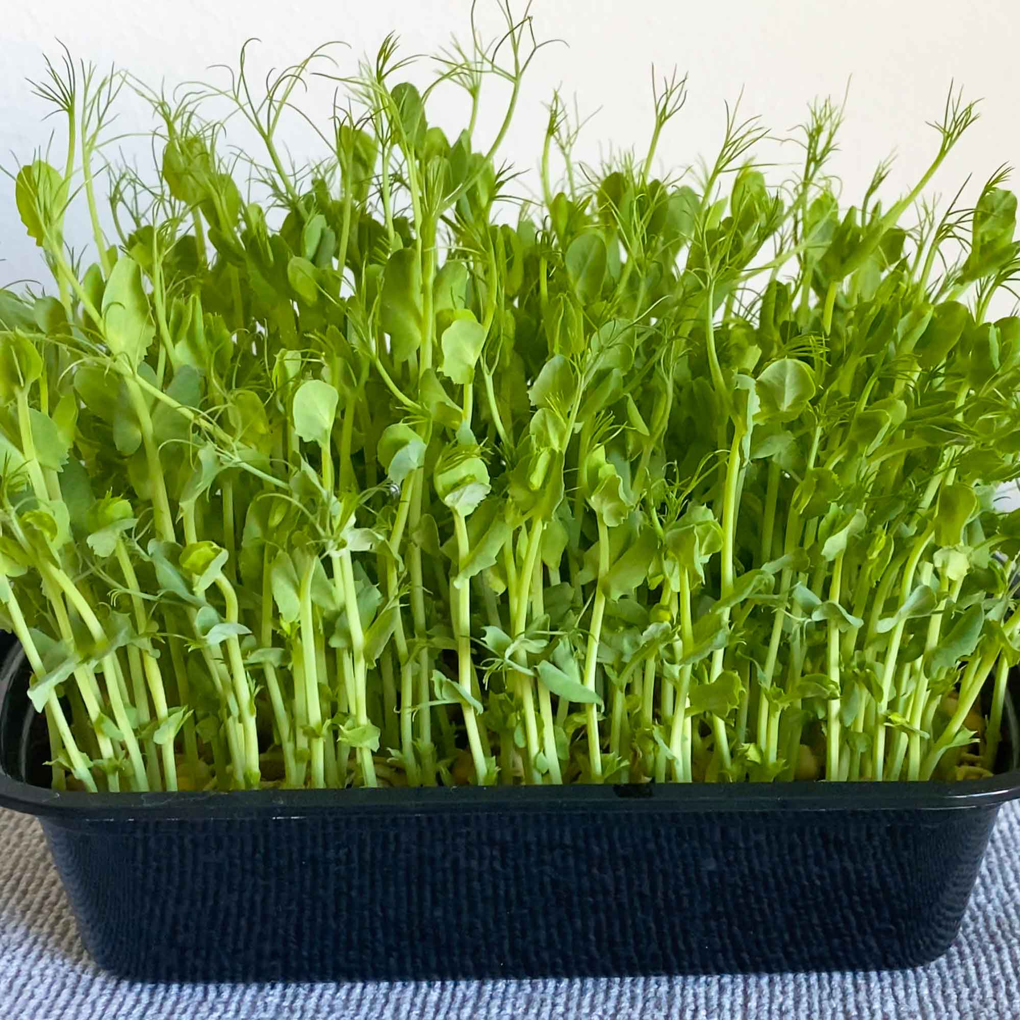 Grow Pea Shoots in Any Container - Bear Cusine